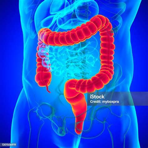 대형 장 3d 일러스트 인간 소화 시스템 해부학 일러스트레이션에 대한 스톡 사진 및 기타 이미지 일러스트레이션 직장 해부학 Istock