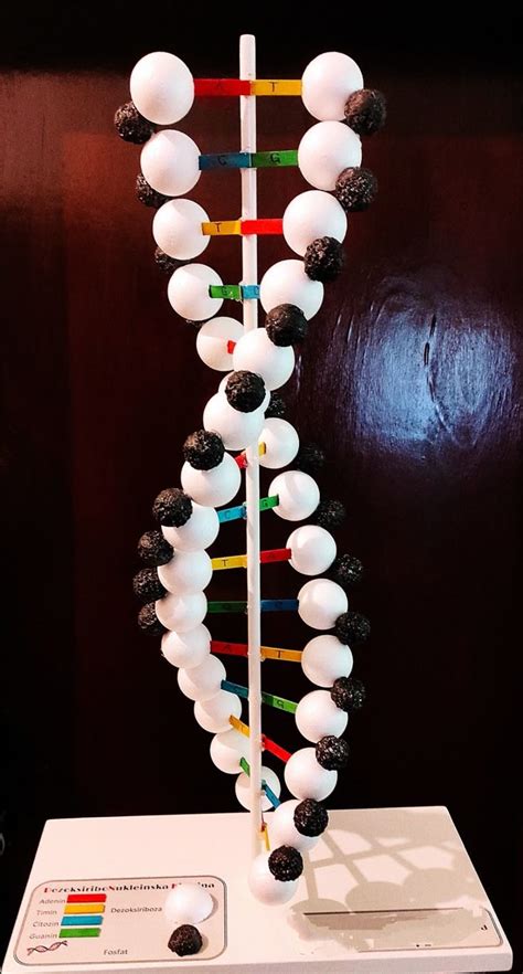 Dna Molecule School Project