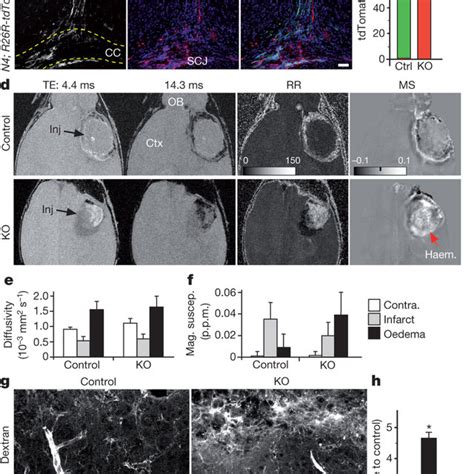 Thbs4hi Astrocyte Production After Photothrombotic Cortical Injury A