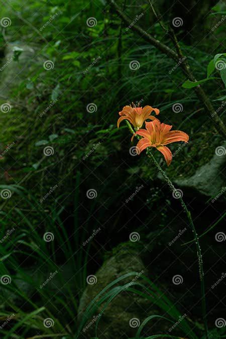 Lycoris Radiata Flower Grows In Green Plants Stock Image Image Of
