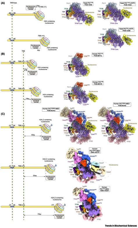 Interplay Between The Transcription Preinitiation Complex And The 1 Nucleosome Trends In