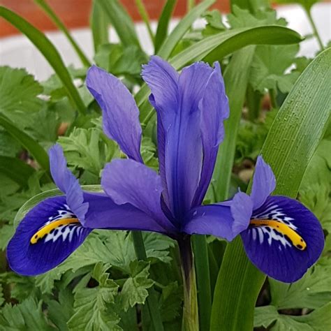 Iris Pixie Syn Iris Reticulata Pixie Reticulate Iris Pixie