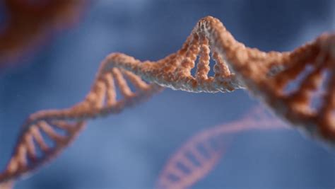 Study Shrinking Y Chromosomes Indicate A Sex Gene War Similar To