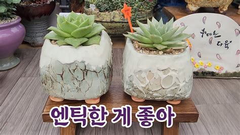 엔틱한 분위기 가볍지않은화분에 화려하지 않지만 금과장미의 기품을 가진 두 식물 다육이와 화분의 조화를 중요시 여기는 다육덕후