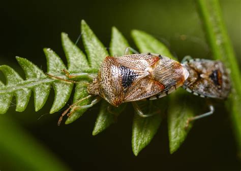 Forest Bug Or Red Legged Shieldbug Mating On A Tree Leaf Stock Image Image Of Wildlife