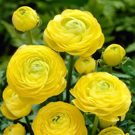 Ranunculus Bulbs20 Yellow Butter Cups Deer And Rodent