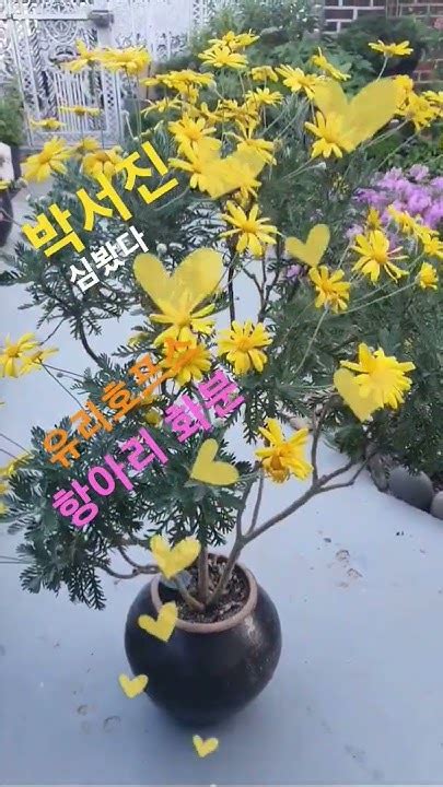 박서진 심봤다 항아리화분 유리호프스 야생화블루베리 Youtube