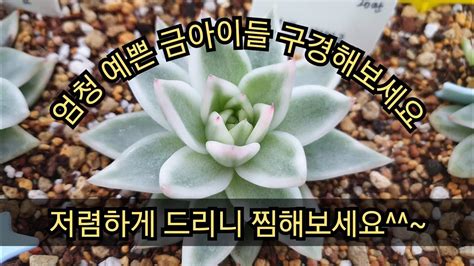 12월 31일 설백마리아금골드에보니금 등 예쁜 아이들 찜해보세요 다육이금 다육 다육이 다육식물 다육이키우기 Youtube