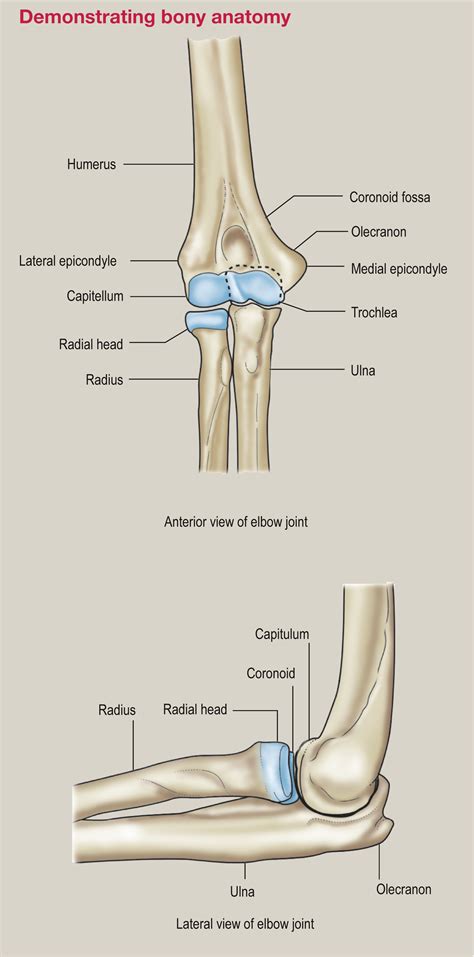 Lateral Elbow Anatomy Elbow Lateral View