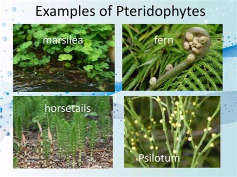 Diversity In Living Organisms Kingdom Plantae Pteridophyta Pptx
