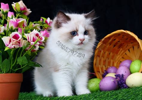 Регдол Рагдол Ragdoll котенца гр Бургас Център • Olx Bg