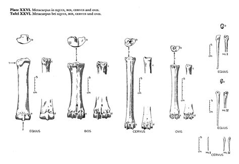 Help To Identify 3 Fossil Bones Fossil Id The Fossil Forum