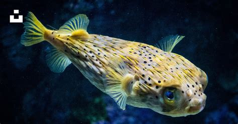 물 속의 노란색과 흰색 물고기 사진 Unsplash의 무료 복어 이미지