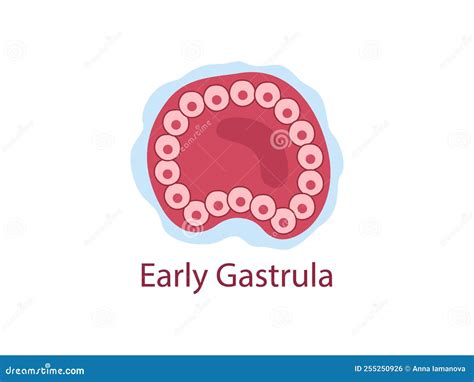 Gastrula Ilustración Del Vector Ilustración De Médico 255250926
