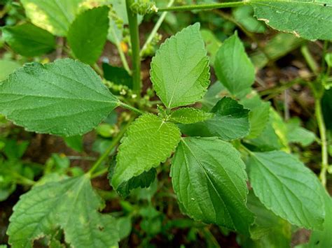 Indian Copperleaf With Green Flowers And Cats Face Plant Photo