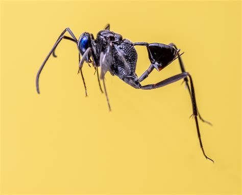 Amazing Insects The Cockroach Killing Wasp — Allan Walls Photography