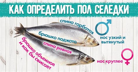 Вкус селедки зависит от пола рыбы