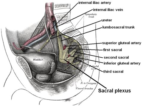 Sacral Plexus Wikipedia