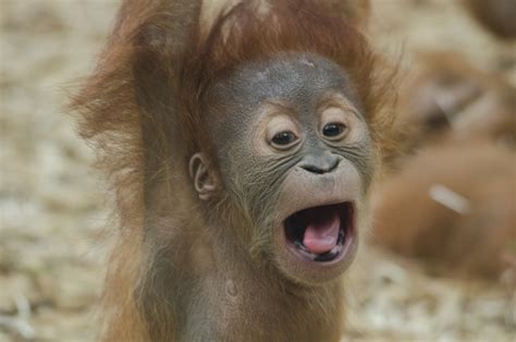 Orangutang Store Norske Leksikon