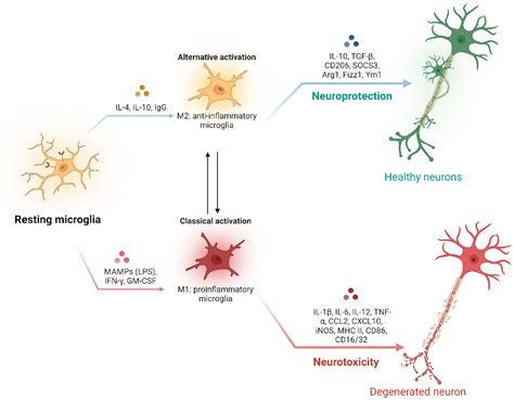 Microglial Cells Function