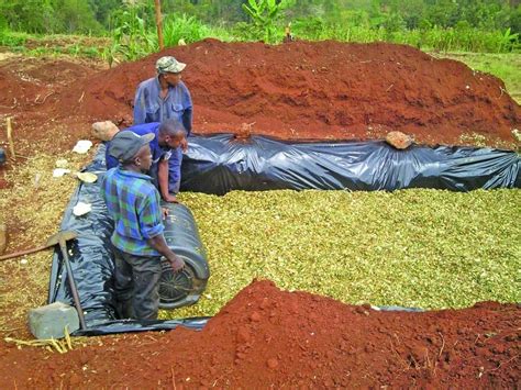 Silage Making Silage Is A Type Of Forage Preservation Method That Involves The Fermentation Of