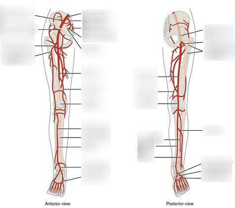 Lab Final Leg Arteries Diagram Quizlet