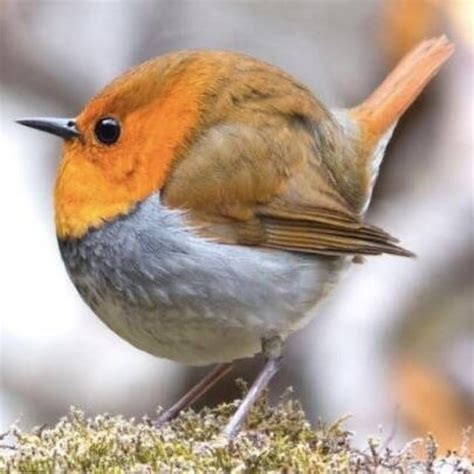 Css Bird Rprogrammerhumor