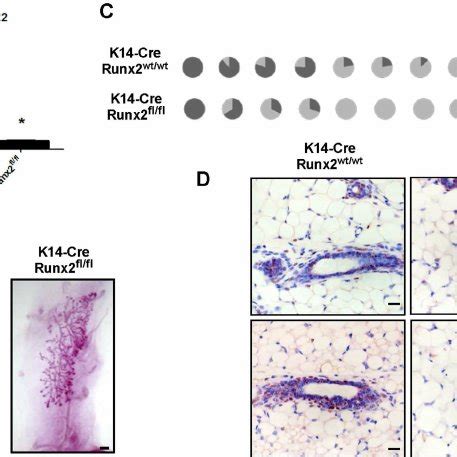 Runx Deleted Cells Have A Reduced Capacity For Regenerative Potential Download Scientific