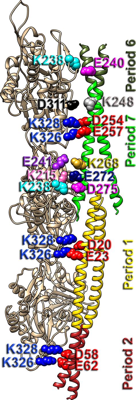 Proposed Interactions Of The Tm Coiled Coil With Actin Actin Is Shown