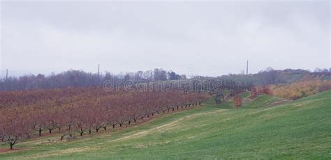 Яблочный сад в коннектикуте новые земли и осень Стоковое Фото изображение насчитывающей