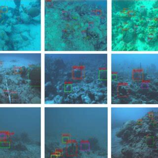 PDF Enhancing Coral Reef Monitoring Utilizing A Deep Semi Supervised Learning Approach