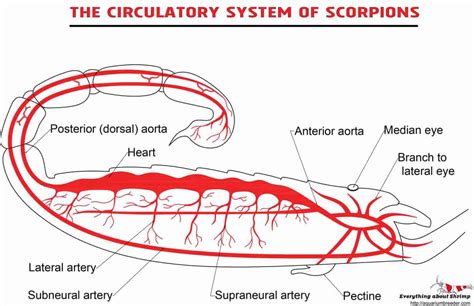 Scorpion Diagram
