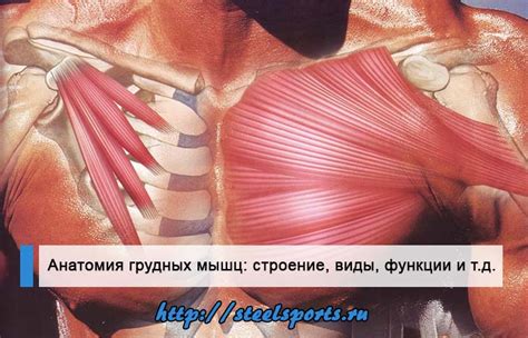 Грудные мышцы анатомия фото у женщин