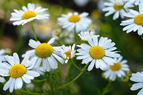 Mayweed Maruna Bezwonna Jakub T Jankiewicz Flickr
