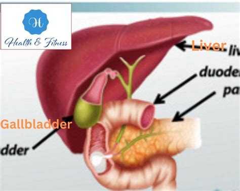 Understanding Gallbladder And Liver Functions Digestive Heroes