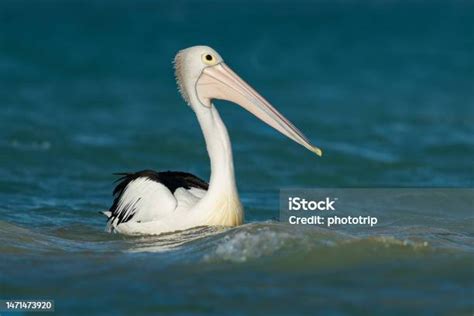호주 펠리컨 은 호주와 뉴기니 피지의 내륙과 연안 해역에 널리 퍼져있는 푸른 바다에서 물고기를 사냥합니다 거대한 부리를 가진 큰 흰색과 검은 색 새 가방에 대한 스톡 사진