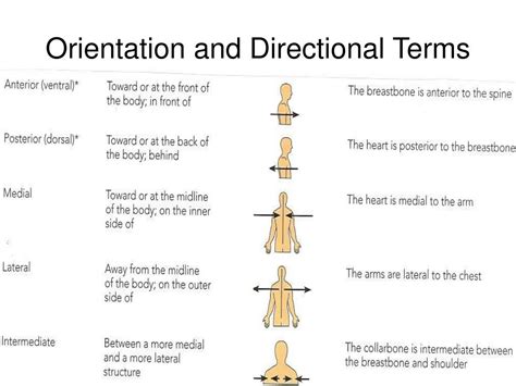 Directional Terms