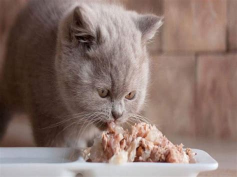 غذای گربه خانگی