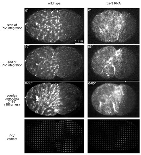 Tracking And Quantifying Developmental Processes In C Elegans Using Open Source Tools Protocol