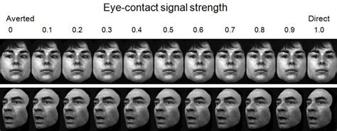 Sample Face Stimuli Used In The Eye Contact Perception Task Download Scientific Diagram
