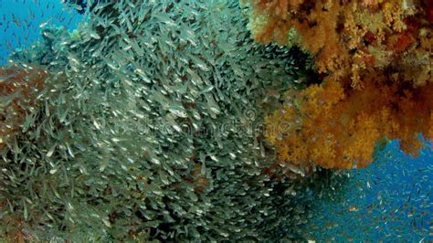 Colorful Coral Reef With Soft Corals Dendronephthya And A School Of