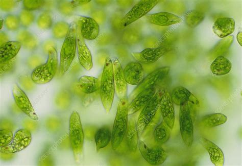 Euglenoids Under Microscope