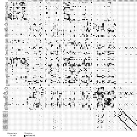 Connectivity Matrix Of The C Elegans Brain Throughout Download Scientific Diagram