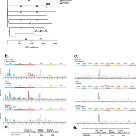 Mutational Signatures And Structural Variants In Normal Tissue From An Download Scientific