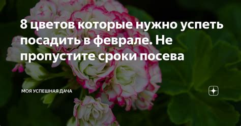 8 цветов которые нужно успеть посадить в феврале Не пропустите сроки посева Моя успешная дача
