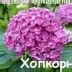 Гортензия Попкорн (Хопкорн): особенности и характеристика сорта ...