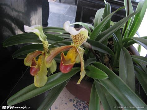 兰花 兜兰摄影图花草生物世界摄影图库昵图网