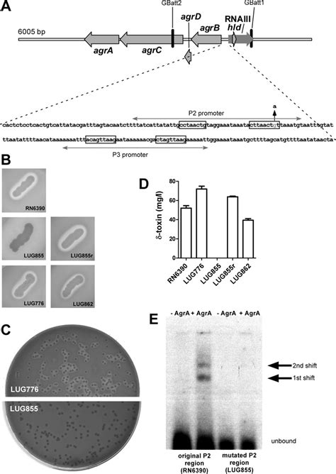 Mutation In The Accessory Gene Regulator Agr System Of Staphylococcus Download Scientific