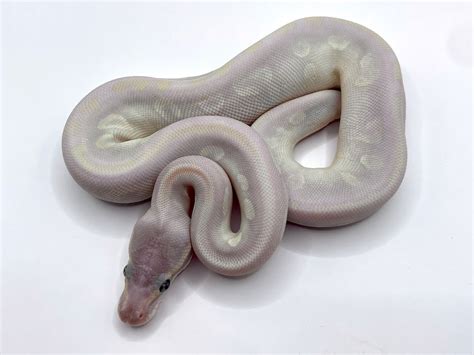 Mystic Russo Microscale Ball Python By Ben Huitt Morphmarket