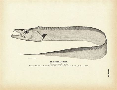 Cutlass Fish 1884 Print Muir Way Detailed Drawings Fish Art